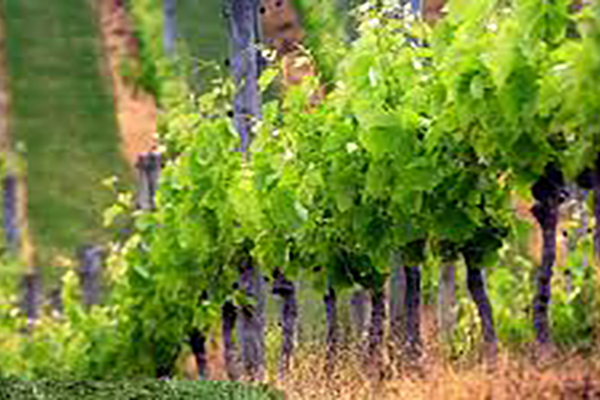 Sonoma County GIS